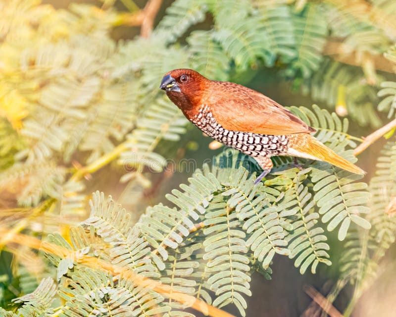 A Scally Breasted Munia Looking into the Camera Stock Photo - Image of ...
