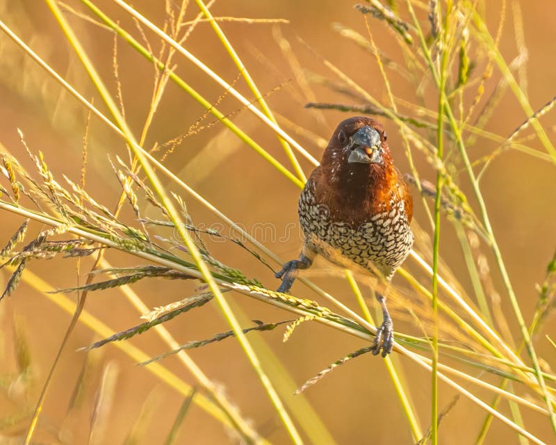 A Scally Munia with food stock image. Image of fauna - 263267983