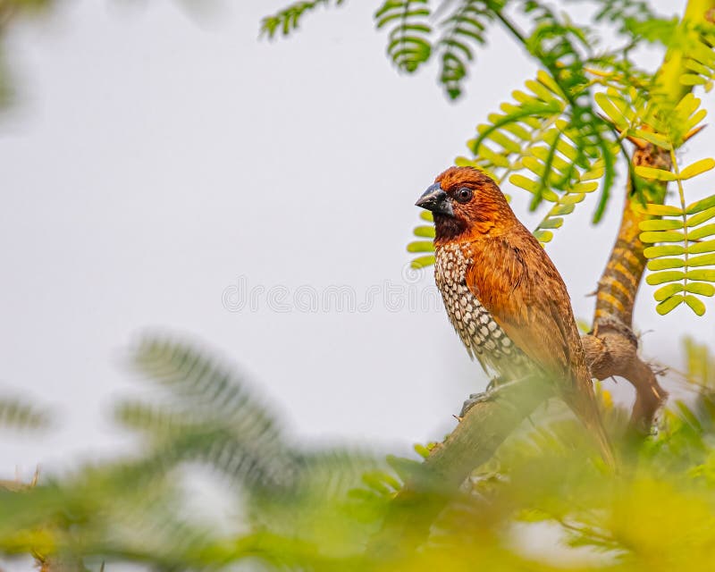 A Scally Munia on a tree stock photo. Image of beautiful - 264271066