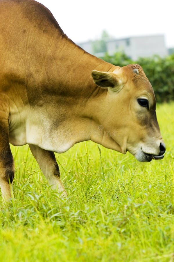 Cow udder stock image. Image of domestic, food, agriculture - 13008069