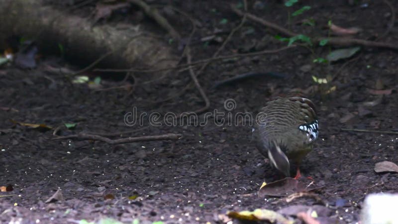 Scaly Breasted and Bar Backed Partridges Stock Footage - Video of beak ...