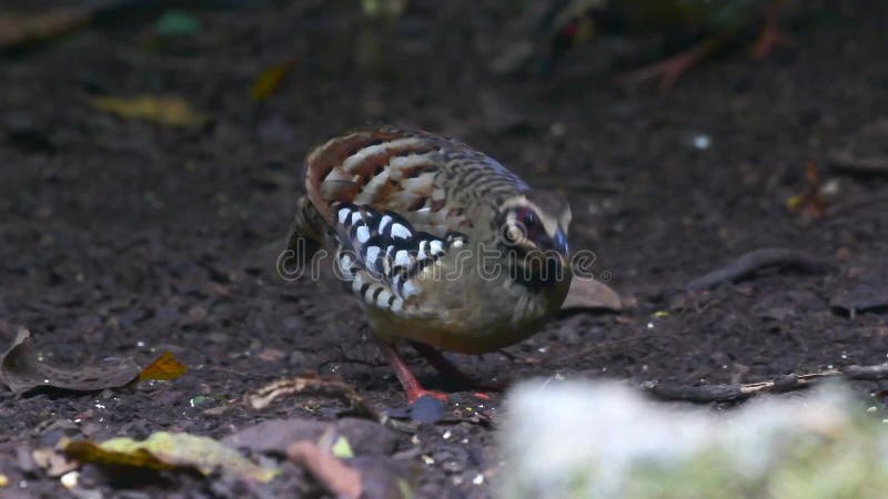 Scaly Breasted and Bar Backed Partridges Stock Footage - Video of green ...