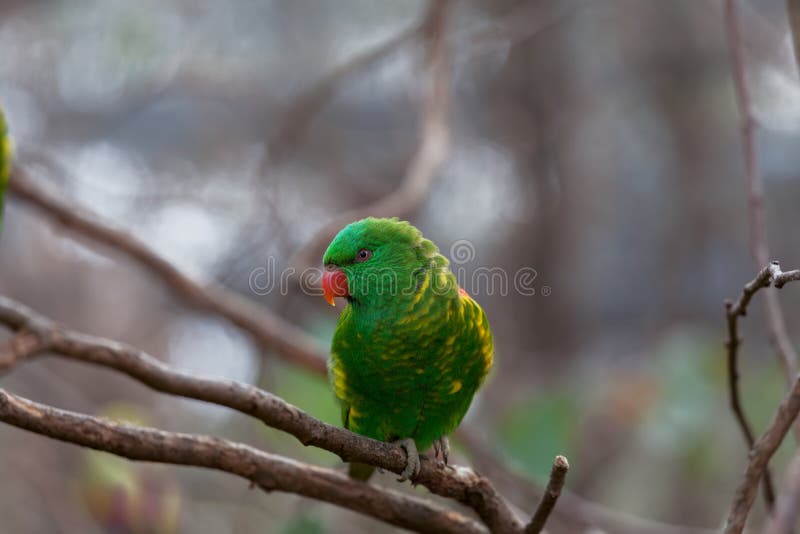 Scaly-breasted Lorikeet Parrot Perching on Tree Branch Closeup. Stock ...