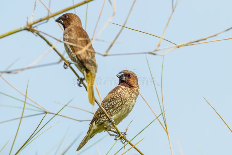 Scaly-breasted Munia bird stock photo. Image of color - 33622194
