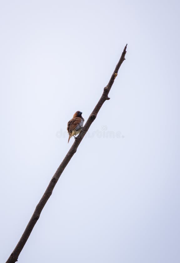 Scaly-breasted Munia Bird Perched on a Bare Tree Branch Stock Photo ...
