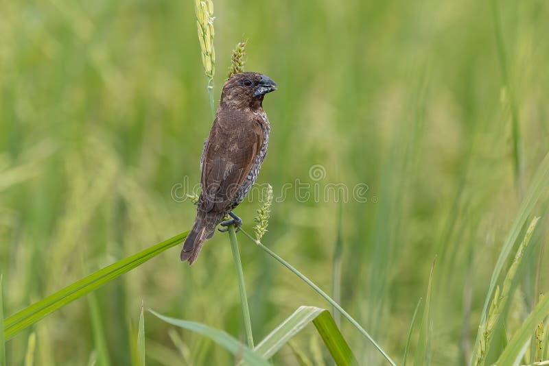 Scaly-breasted Munia Bird Perching and Eating Weed or Grass Seed in the ...