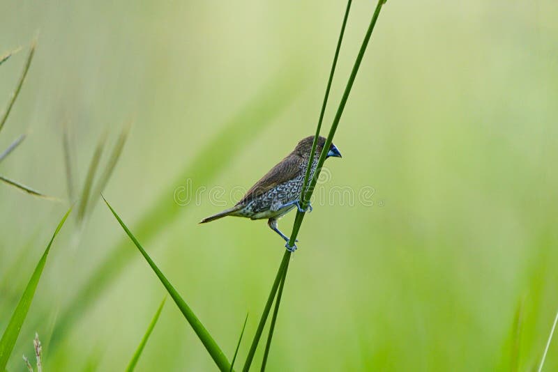 Scaly-breasted Munia (Lonchura Punctulata) Stock Photo - Image of ...