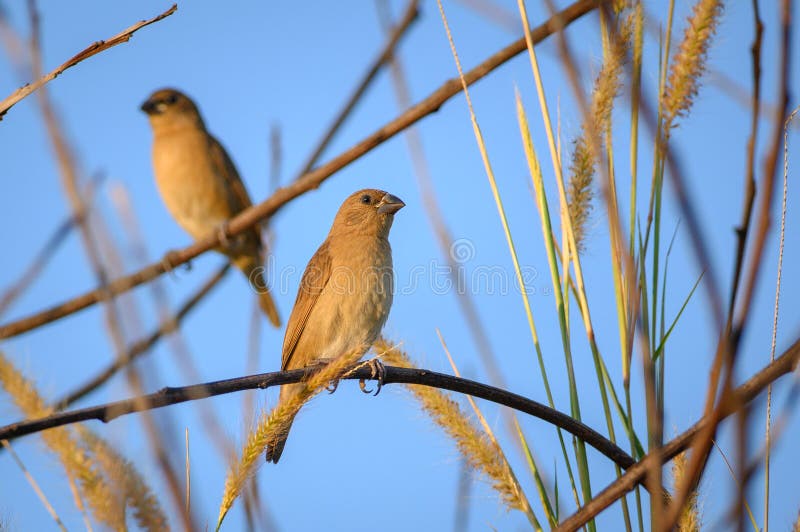 Scaly-breasted Munia, Lonchura Punctulata Stock Photo - Image of ...
