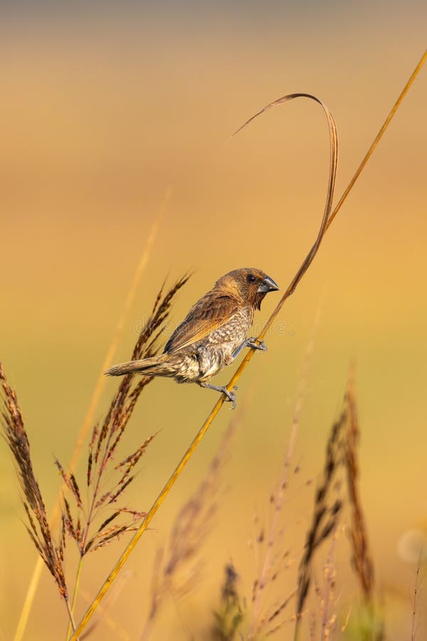 Scaly-breasted Munia Perching on the Grass Stem Stock Photo - Image of ...