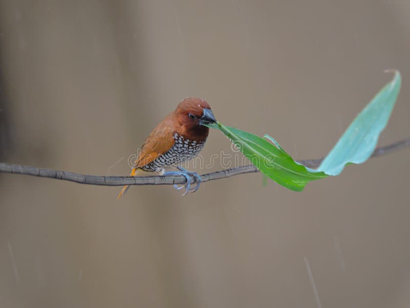 Scaly Breasted Munia or Spotted Munia Carrying Leaves for Making of a ...