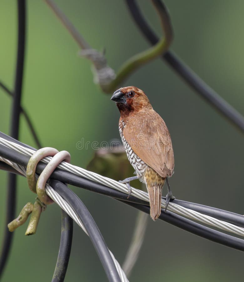 Scaly-breasted Munia or Spotted Munia Sitting on the Cable Wire Stock ...