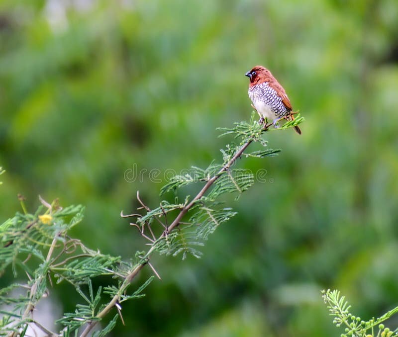 Scaly breasted munia stock photo. Image of meadow, munia - 293462256