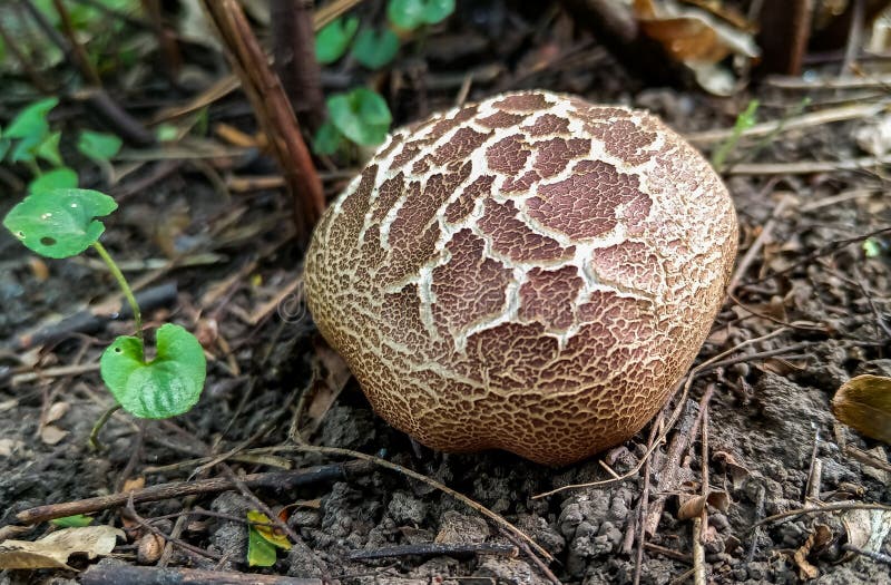 Scaly Earthball Scleroderma Verrucosum - Round Brown Mushroom with ...