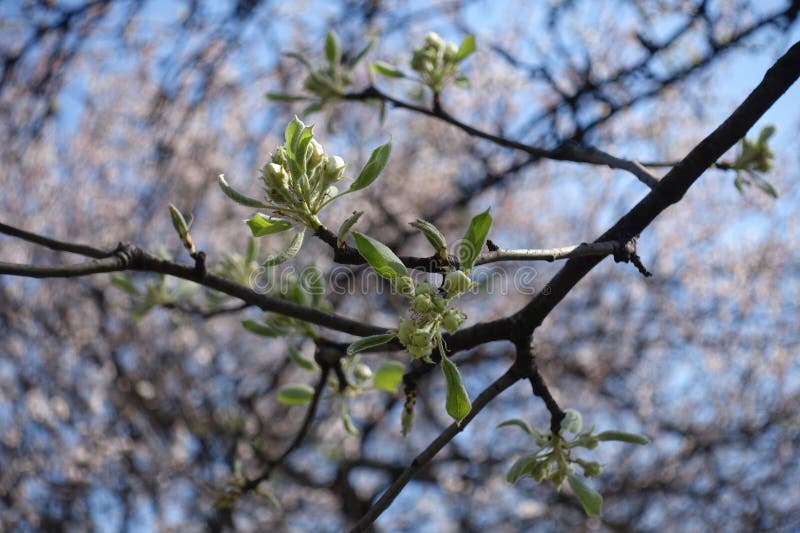 Scaly Flower Buds of Apple in April Stock Photo - Image of tree, green ...