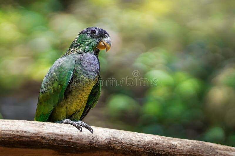 Scaly-headed Parrot bird stock photo. Image of headed - 303272930