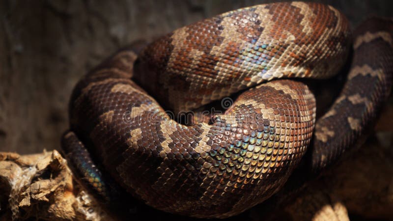 A Scaly Large Reticulated Python Coiled Up in a Knot and Waits for a ...