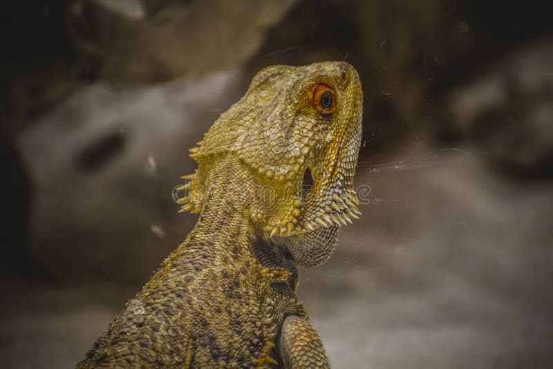 Scaly lizard stock image. Image of frog, daytime, spiked - 30790119