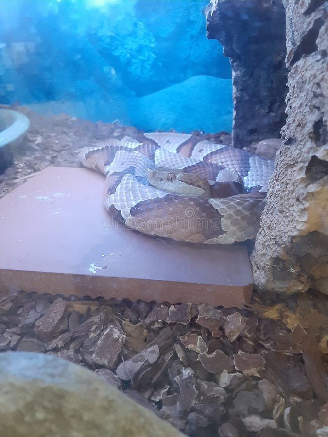 Scaly snake stock image. Image of wood, scaly, rock - 237681611