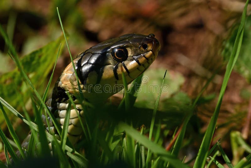 Water snake Natrix natrix stock photo. Image of head - 148078132