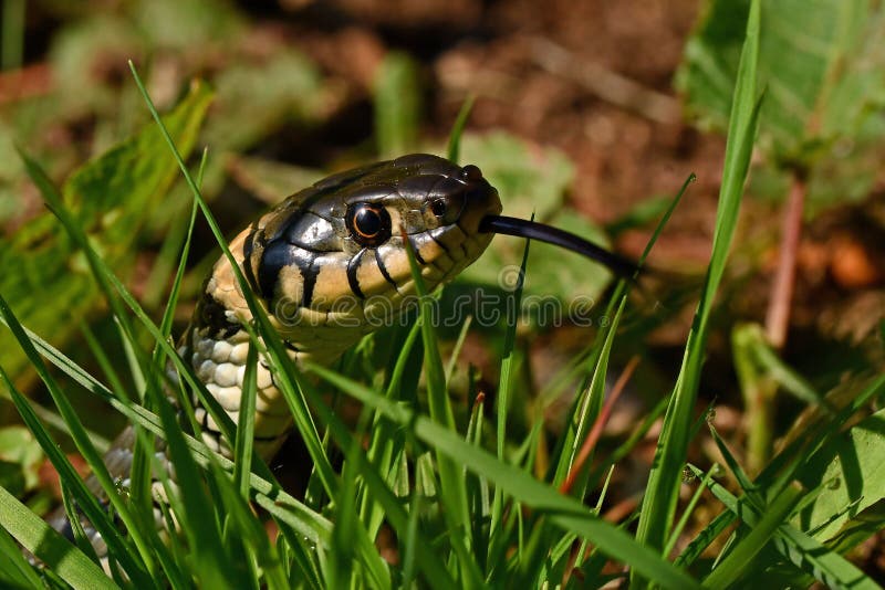 Water snake Natrix natrix stock photo. Image of nature - 120918496