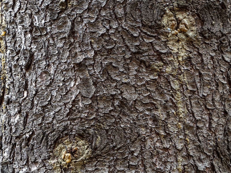 Scaly Texture of Pine Bark with Resin. the Rough Bark of an Old Tree is ...