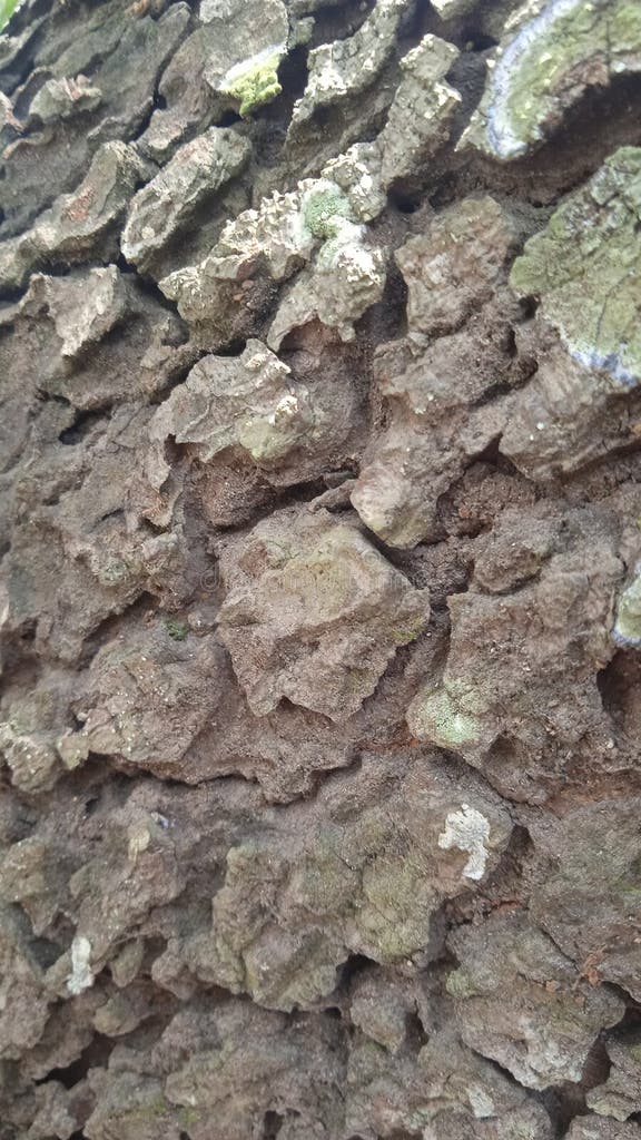 Scaly tree bark stock photo. Image of wall, boulder - 262691520