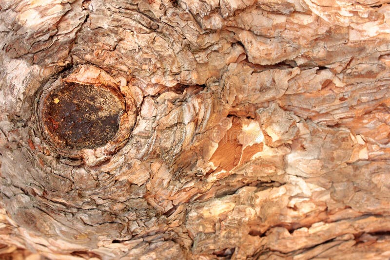 The Scaly Trunk of an Old Large Pine Stock Photo - Image of background ...