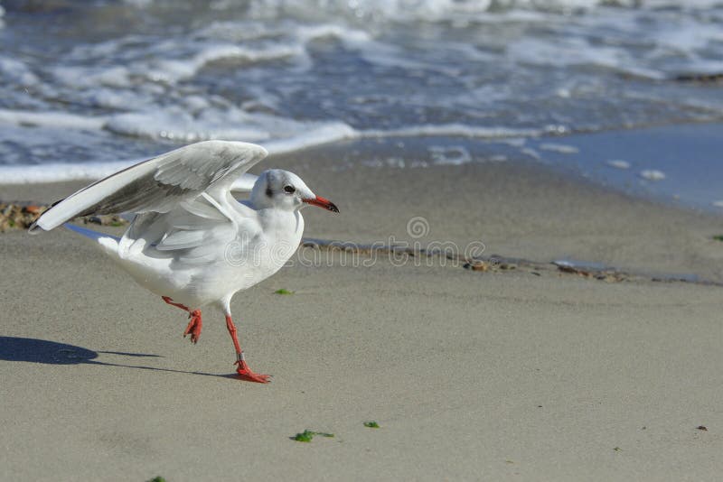 Scamper seagull stock photo. Image of lift, comical, shore - 63049446