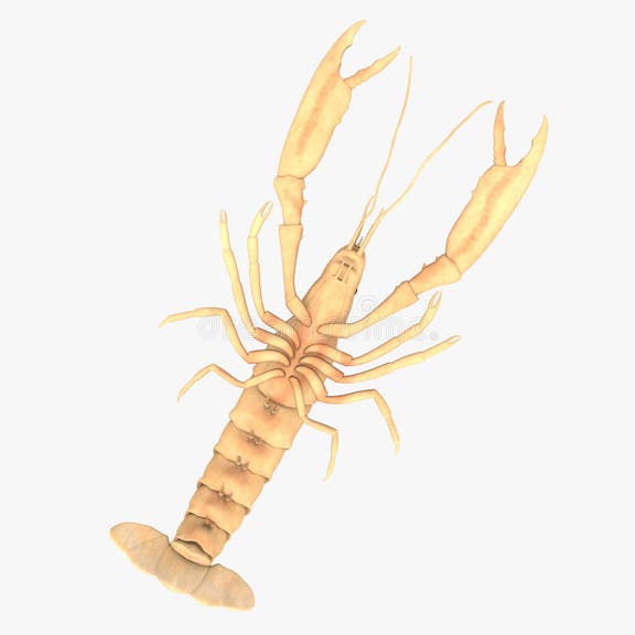 Scampi stock illustration. Illustration of food, ocean - 23592140