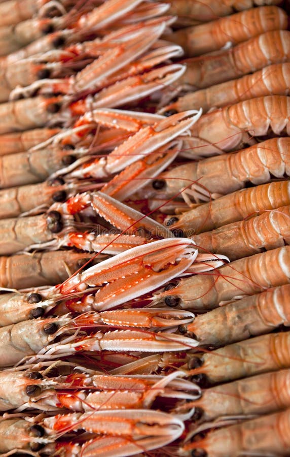 Scampi stock photo. Image of rows, gastronomy, food, fresh - 24556268