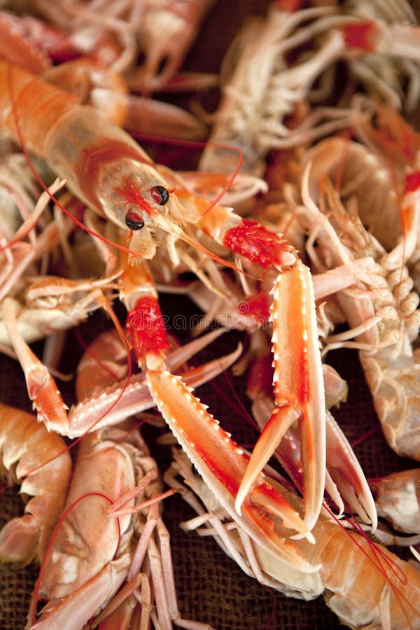Scampi stock photo. Image of cuisine, crustacean, gourmet - 24557510