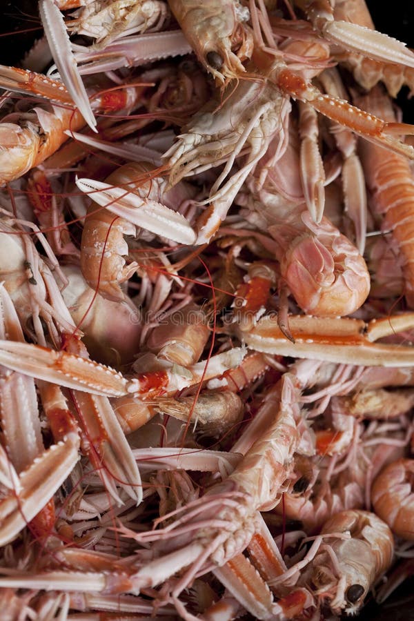 Scampi in a fish store stock image. Image of fish, scampi - 74737721