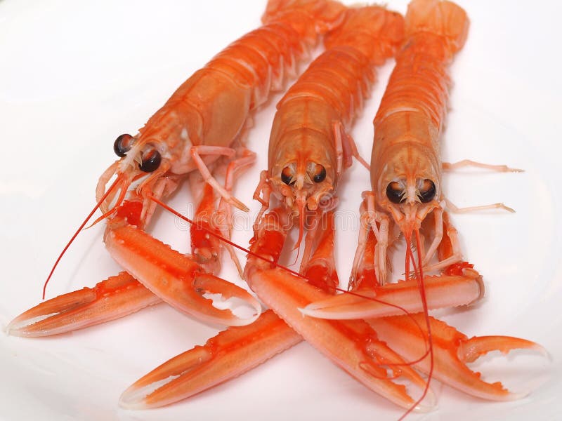 Scampi stock photo. Image of cooked, fruit, lobster, european - 36551726