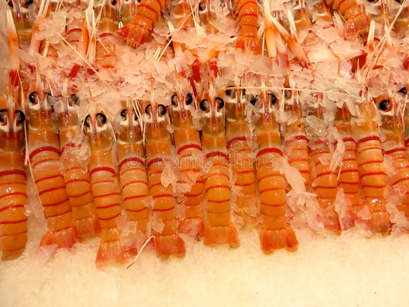 Scampi stock photo. Image of seafood, australia, cusine - 41919216