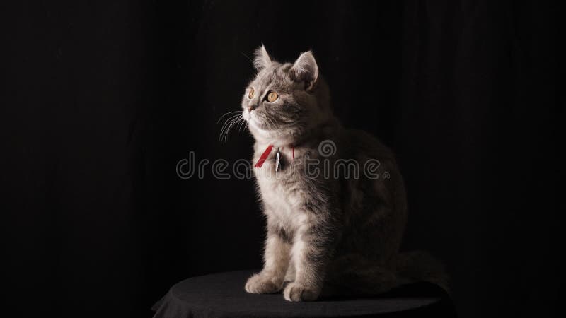 Scan the QR Code. Animated Video on a Green Background Stock Footage ...