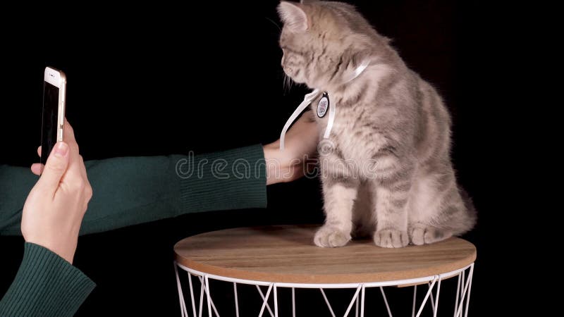 Scan QR Code in a cat stock video. Video of cute, portrait - 291568111