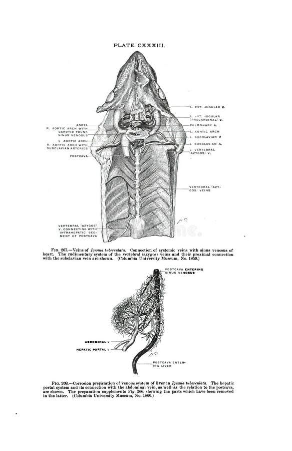 Scan of 19th-century Anatomy on a Textbook Stock Photo - Image of ...