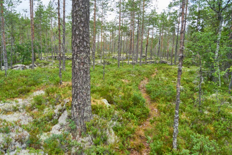 Scandinavian Forest with Pine and Fir Trees in Sweden Stock Image ...