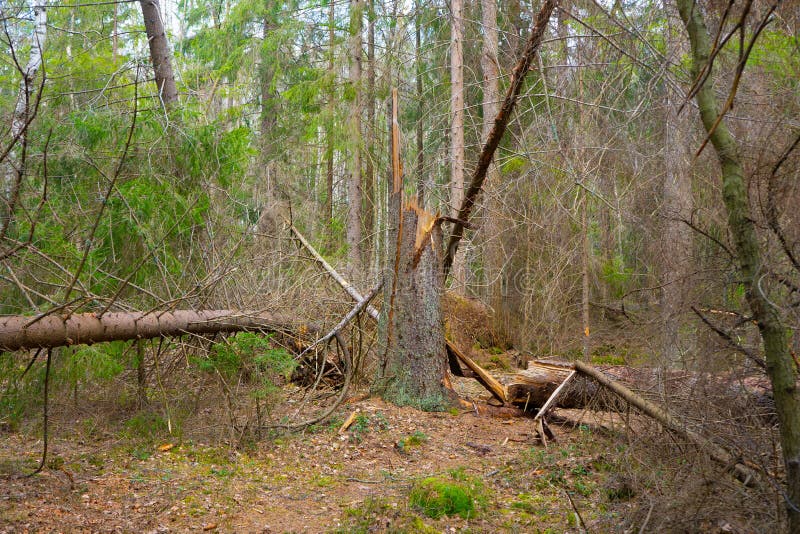 Scandinavian Forest in Spring. Stock Photo - Image of north, plants ...