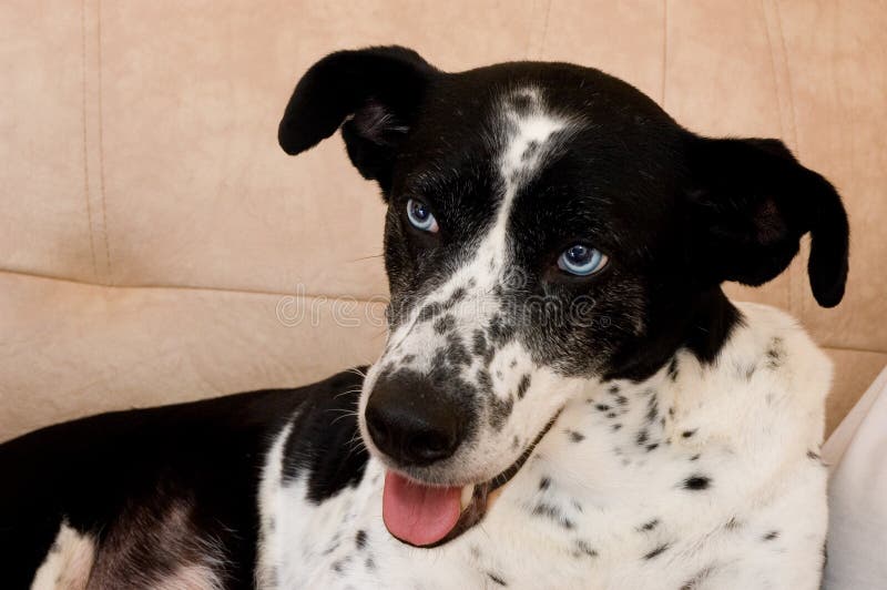 Scandinavian hound dog stock photo. Image of nature, hound - 11922766