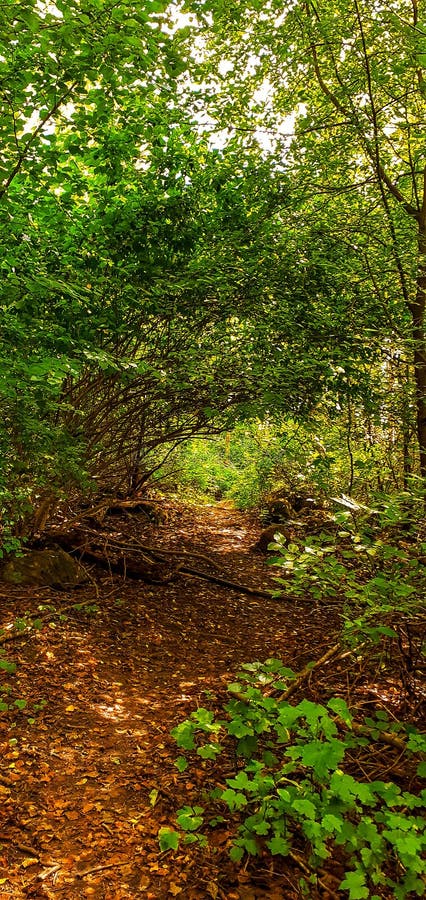 Within the Scandinavian Jungle Stock Image - Image of summer, jungle ...