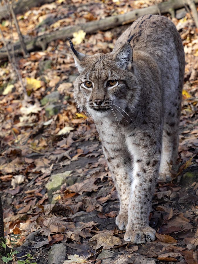 Skandinávský Rys Lynx Lynx Lynx, Se Pomalu Blíží Fotograf Stock Image ...