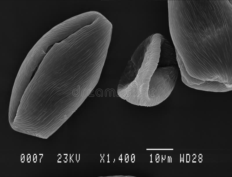 Three Cherry Tree Pollen Grains Stock Photo - Image of close, scanning ...