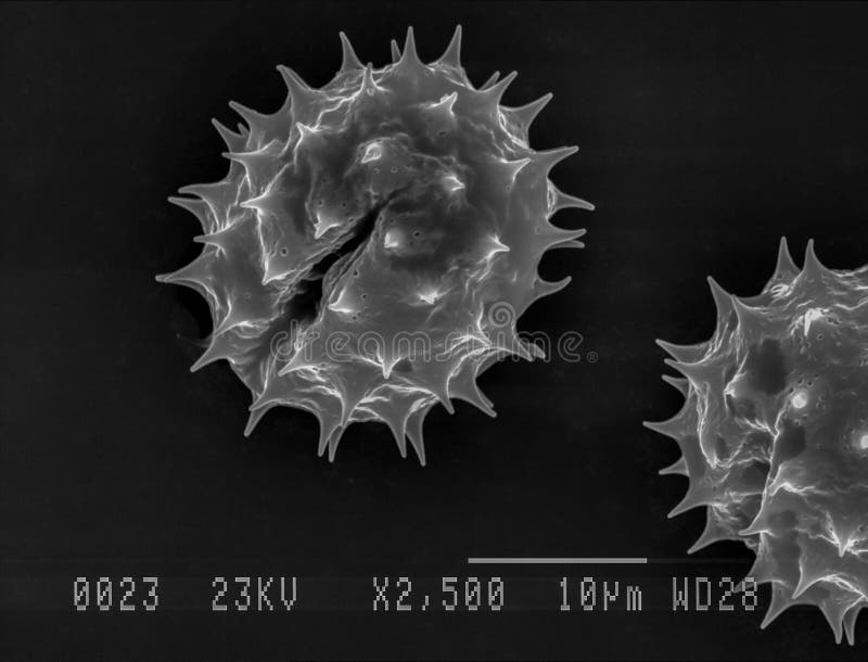 Pollen under a microscope stock image. Image of magnification - 12544435