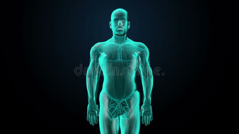 Scanning Front Body. Human Lungs, Pulmonary Diagnostics.. Blue X-ray ...