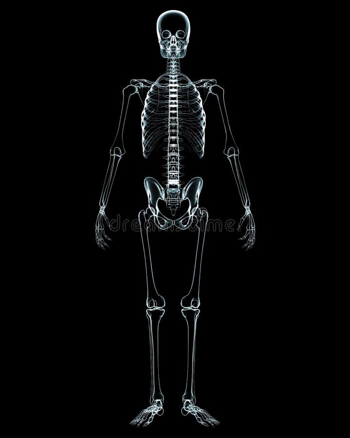 Skeleton: Front View stock vector. Illustration of death - 11827126