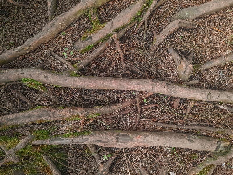 And Scape Textured Brown Root of Pinus L Stock Photo - Image of plant ...