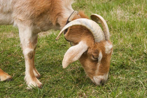Scapegoat stock photo. Image of azazel, natural, goats - 2223956