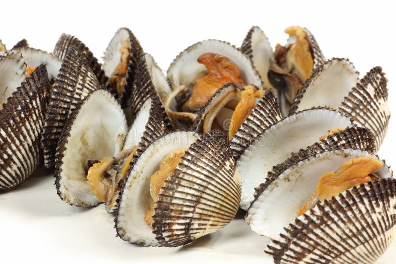 Scapharca subcrenata stockbild. Bild von salzig, bestandteil - 16558247