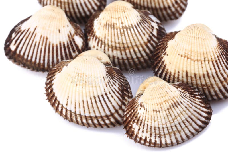 Scapharca subcrenata stock photo. Image of salty, scapharca - 143783786